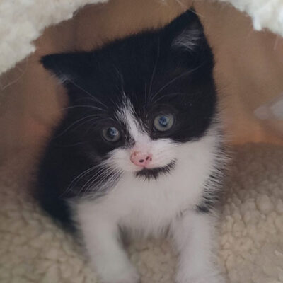 Cats for rehoming – Shropshire Street Cats