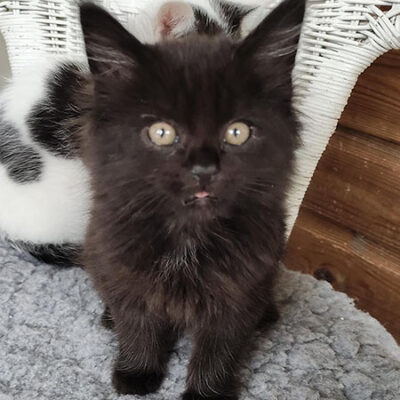 Cats for rehoming – Shropshire Street Cats