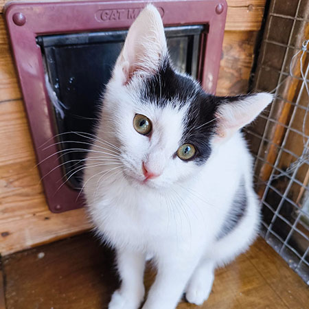 Cats for rehoming – Shropshire Street Cats