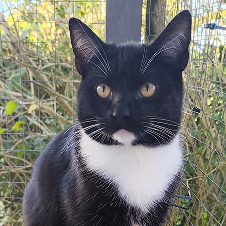 Cats for rehoming – Shropshire Street Cats