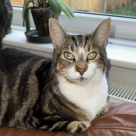 Cats for rehoming – Shropshire Street Cats